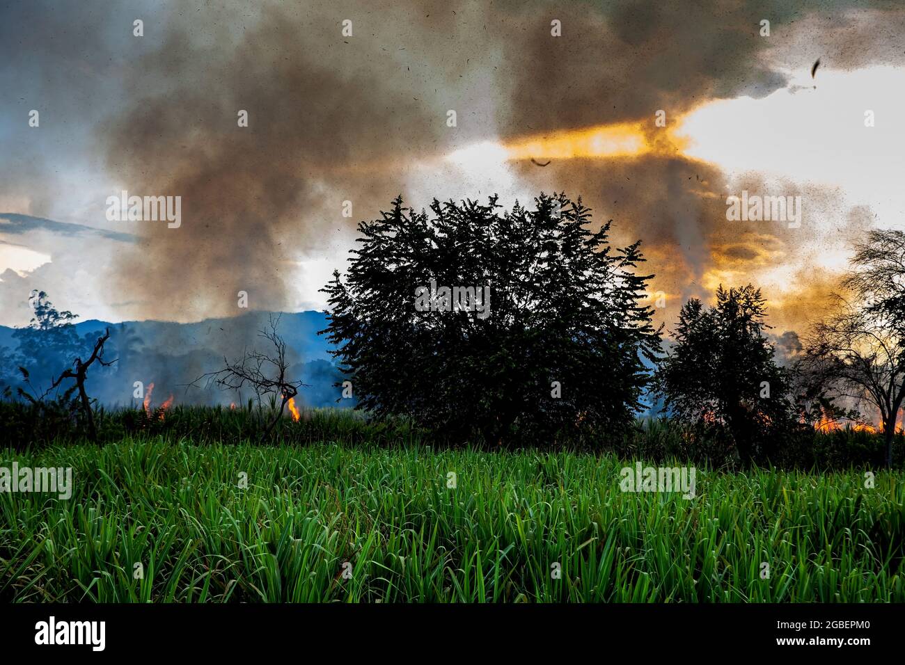 Sugar cane fire burning in field at Valle del Cauca in Colombia Stock ...
