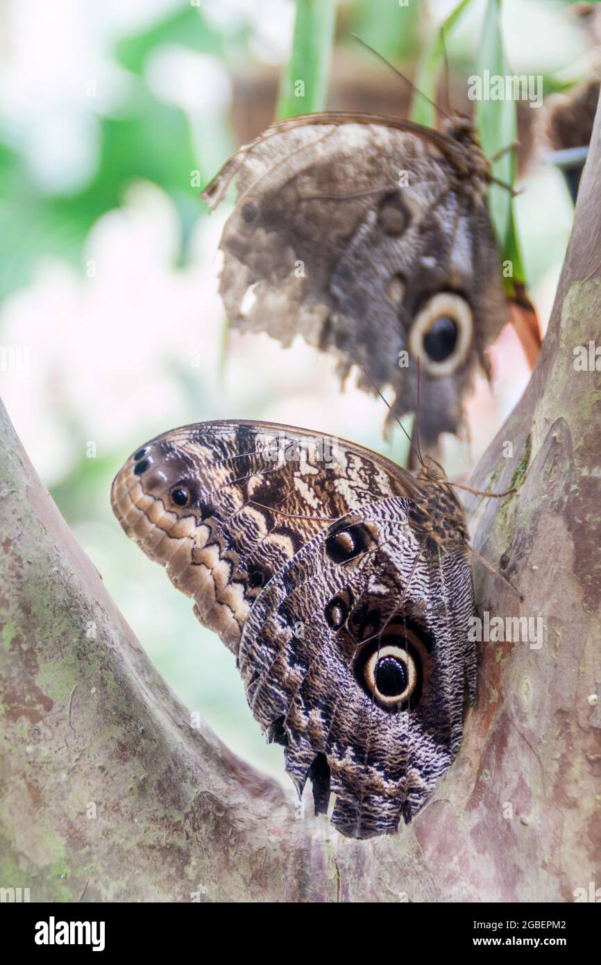 Owl butterflies (Caligo eurilochus) in Mariposario (The Butterfly House ...
