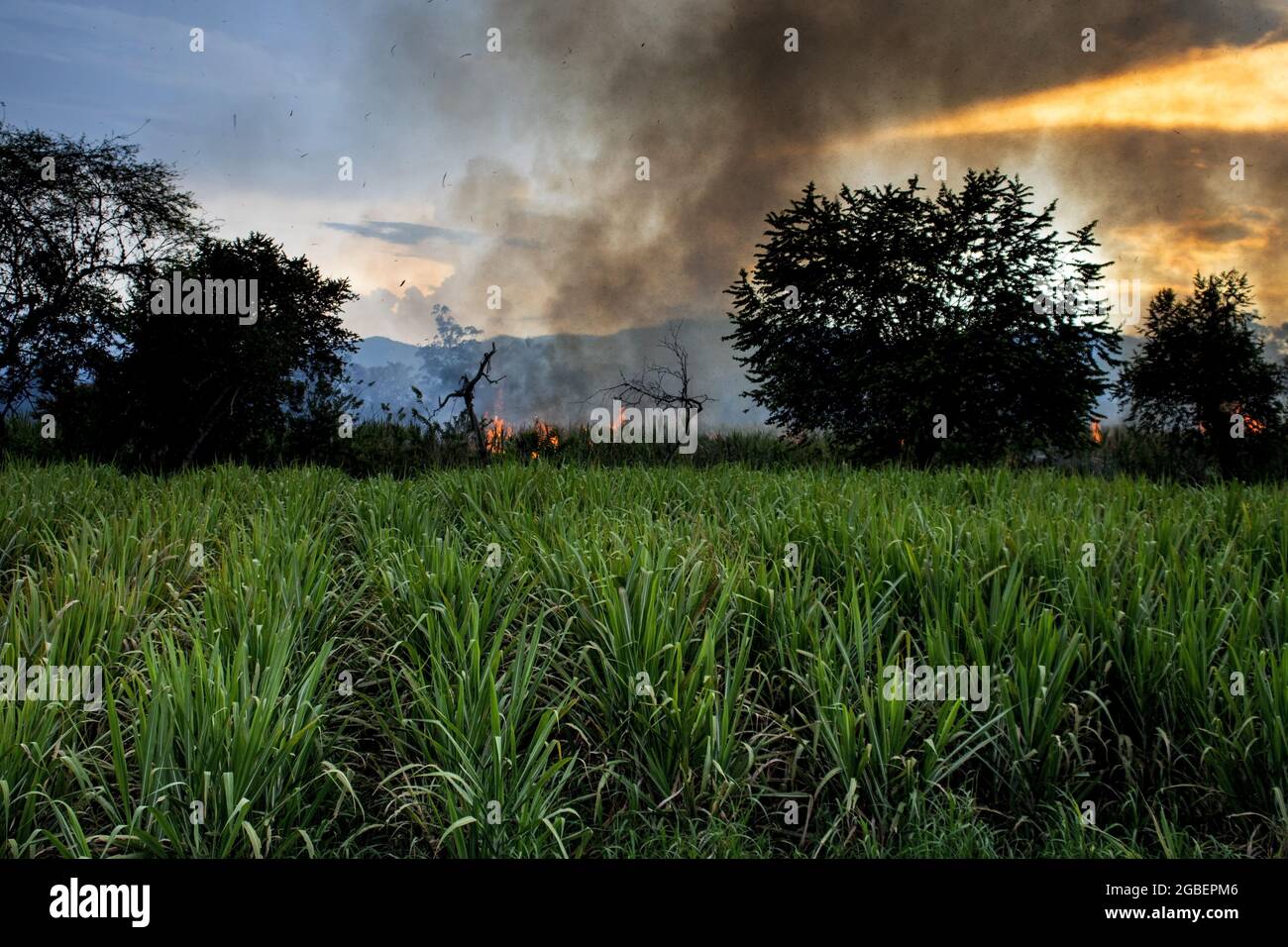 Sugar cane fire burning in field at Valle del Cauca in Colombia Stock ...