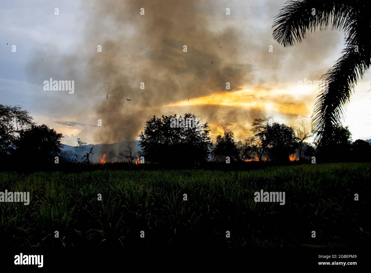 Sugar cane fire burning in field at Valle del Cauca in Colombia Stock ...