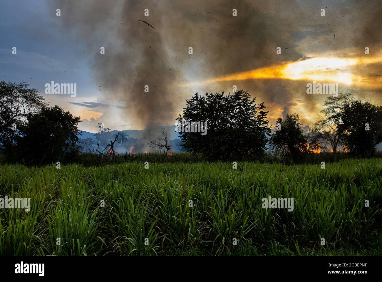 Sugar cane fire burning in field at Valle del Cauca in Colombia Stock ...