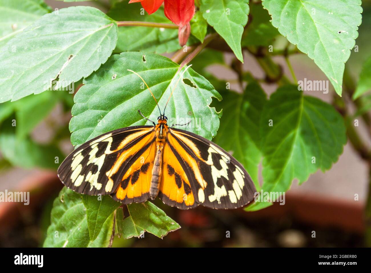 The Harmonia Tiger-wing butterfly (Tithorea harmonia) in Mariposario ...