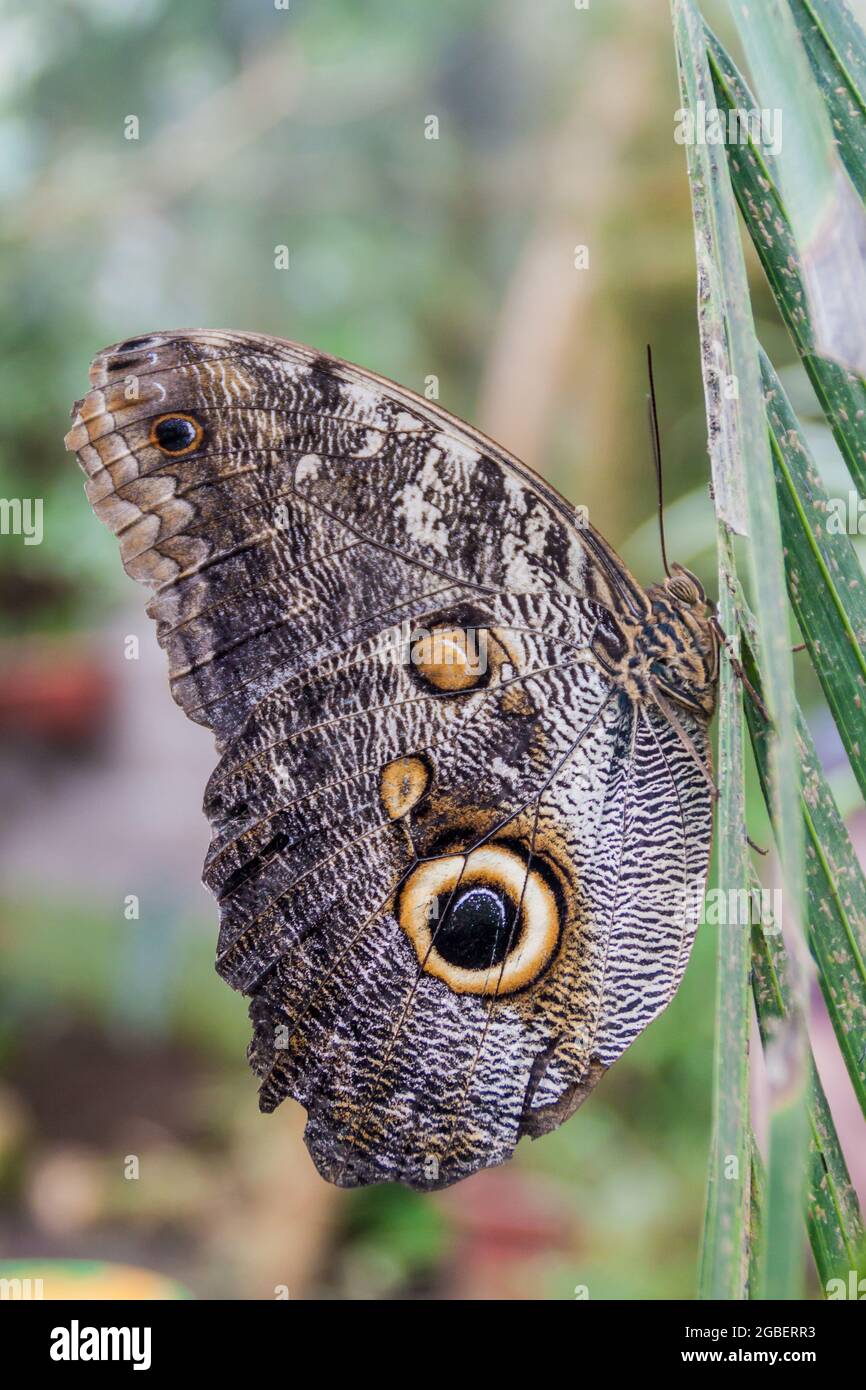 Owl butterfly (Caligo eurilochus) in Mariposario (The Butterfly House ...