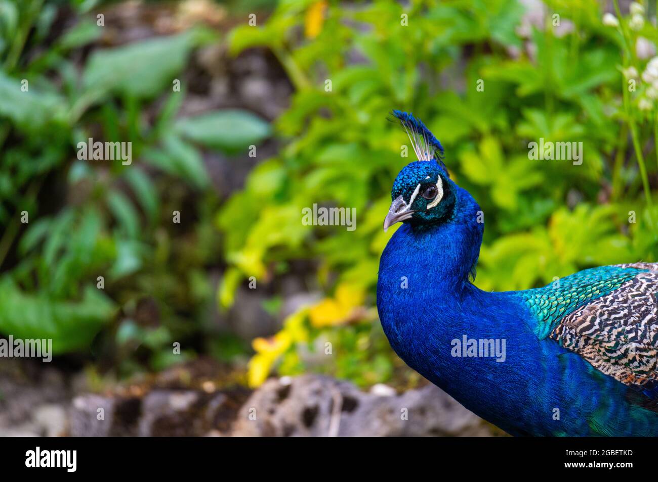 Shallow focus of a beautiful blue Indian peafowl on a green blurry ...