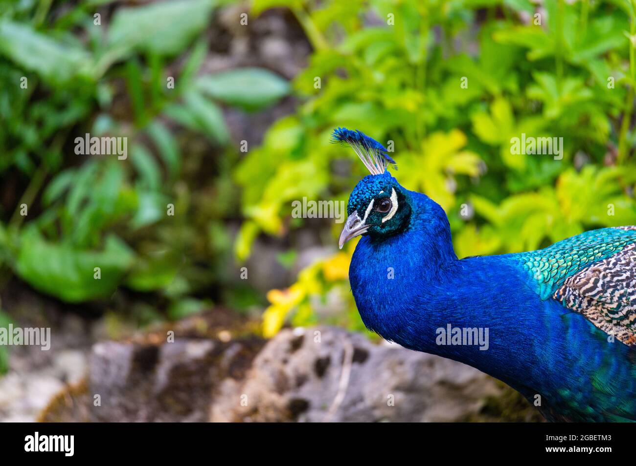 Shallow focus of a beautiful blue Indian peafowl on a green blurry ...