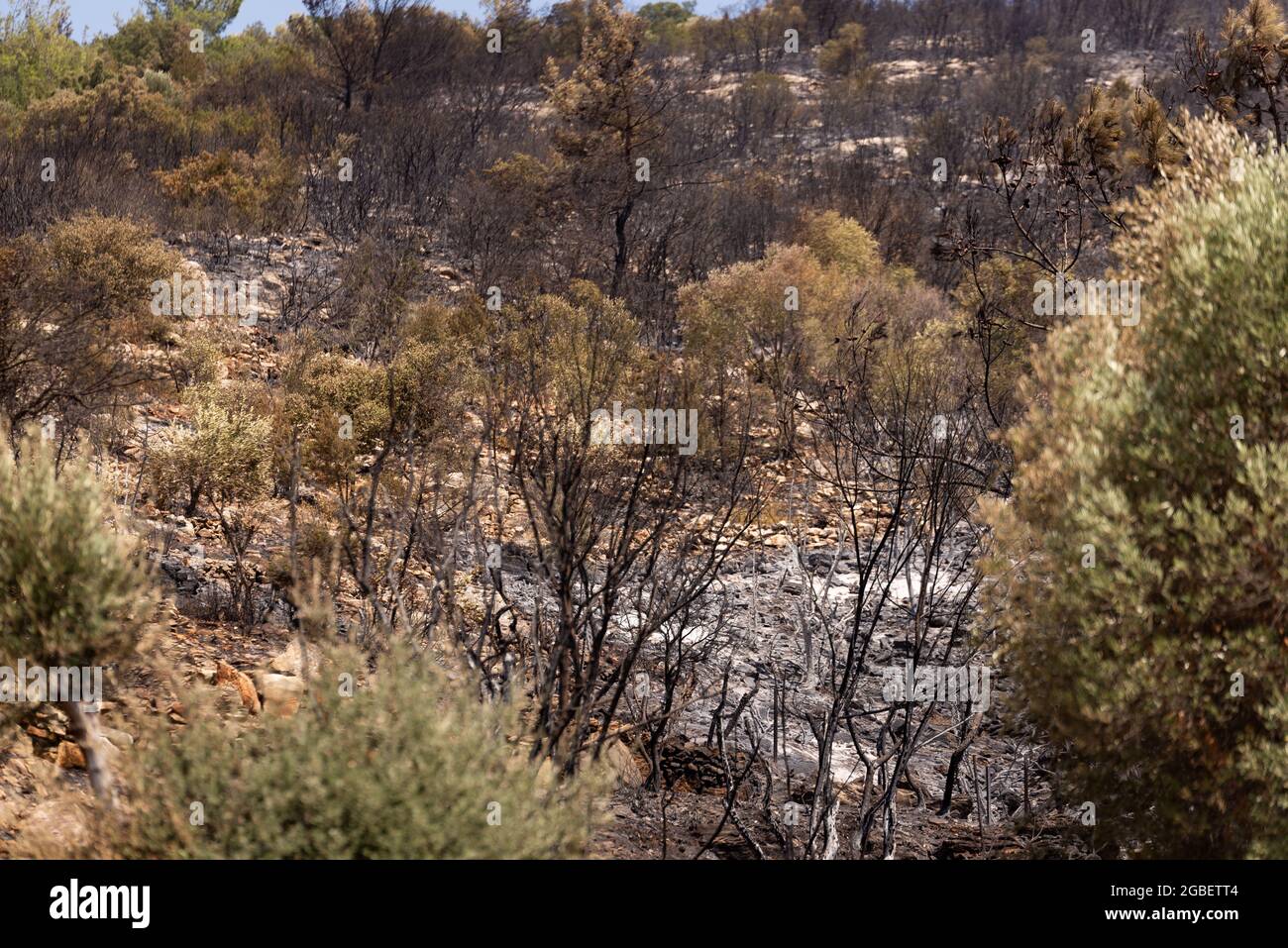 Landscape shot of Bunrt forest at Mugla Bodrum Turkey. Fire happened at ...