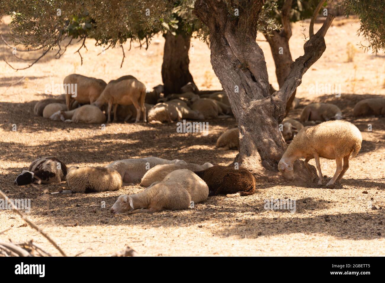 Olive tree sheep hi-res stock photography and images - Alamy
