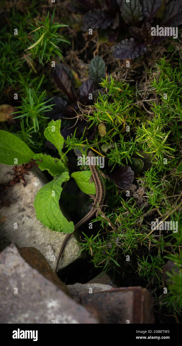 Plants lizard hi-res stock photography and images - Alamy