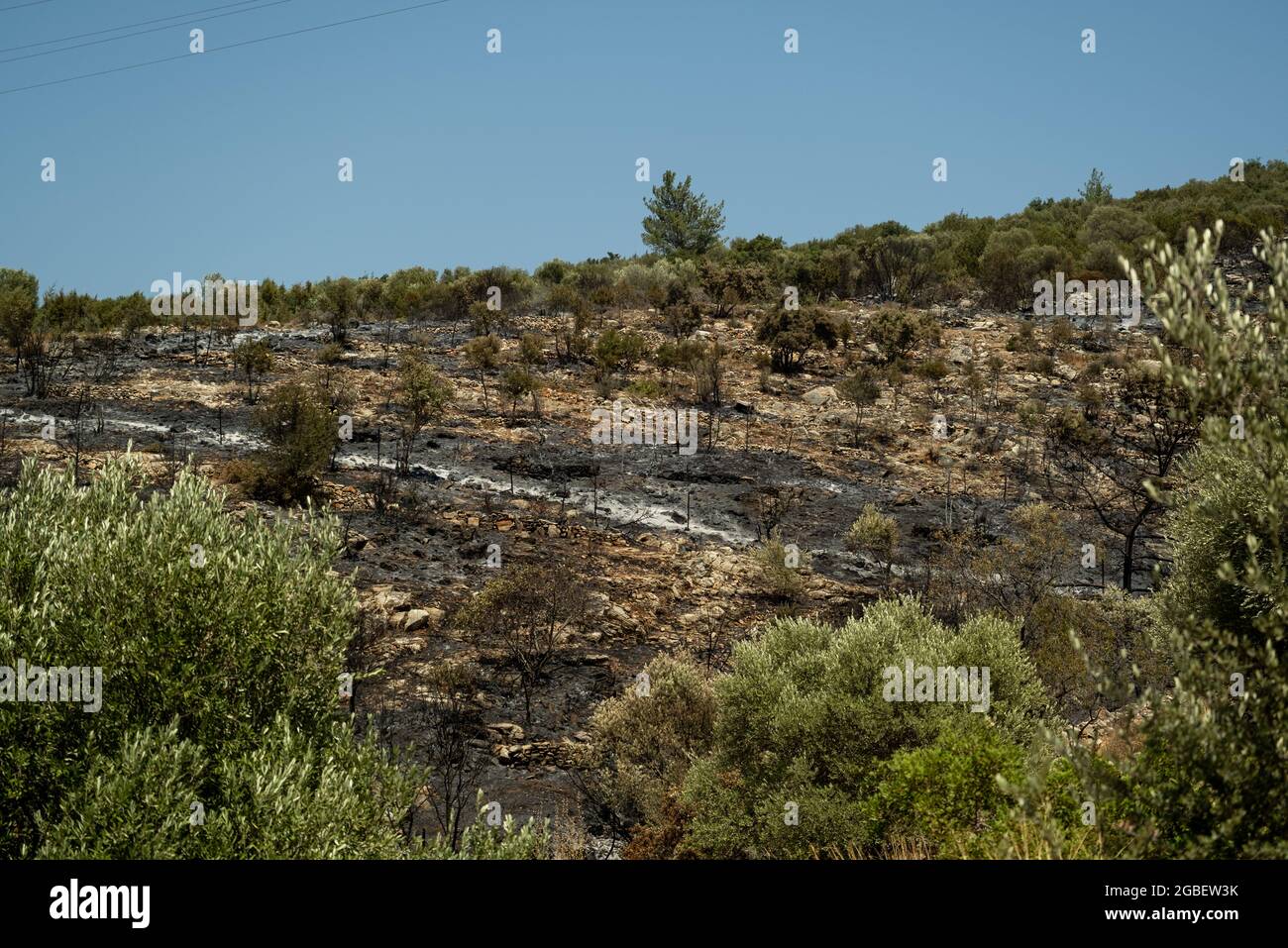 Landscape shot of Bunrt forest at Mugla Bodrum Turkey. Fire happened at ...