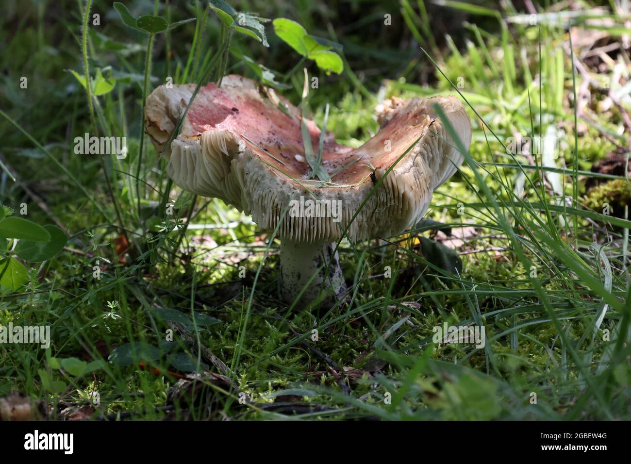Old and wilting mushroom in the forest ground Stock Photo - Alamy