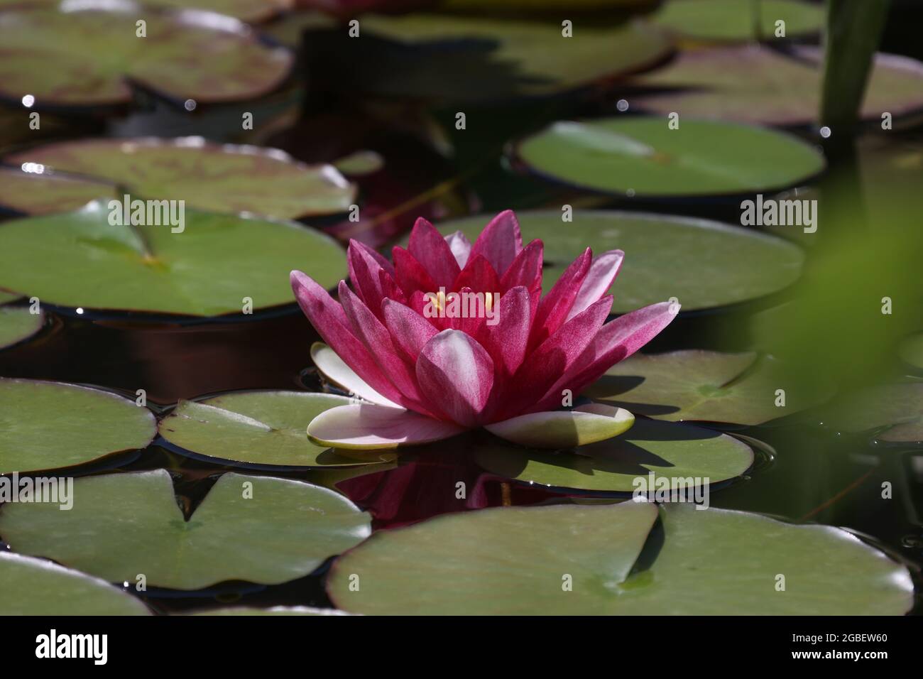 Lotus flower leaves over hi-res stock photography and images - Alamy