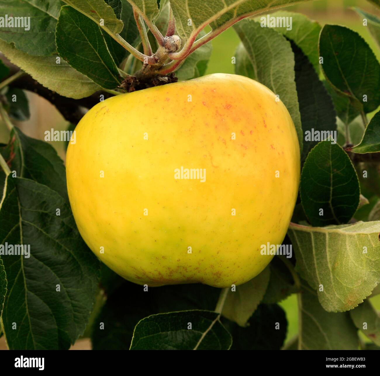 Apple 'Hambling's Seedling', culinary variety, malus domestica, cooking ...