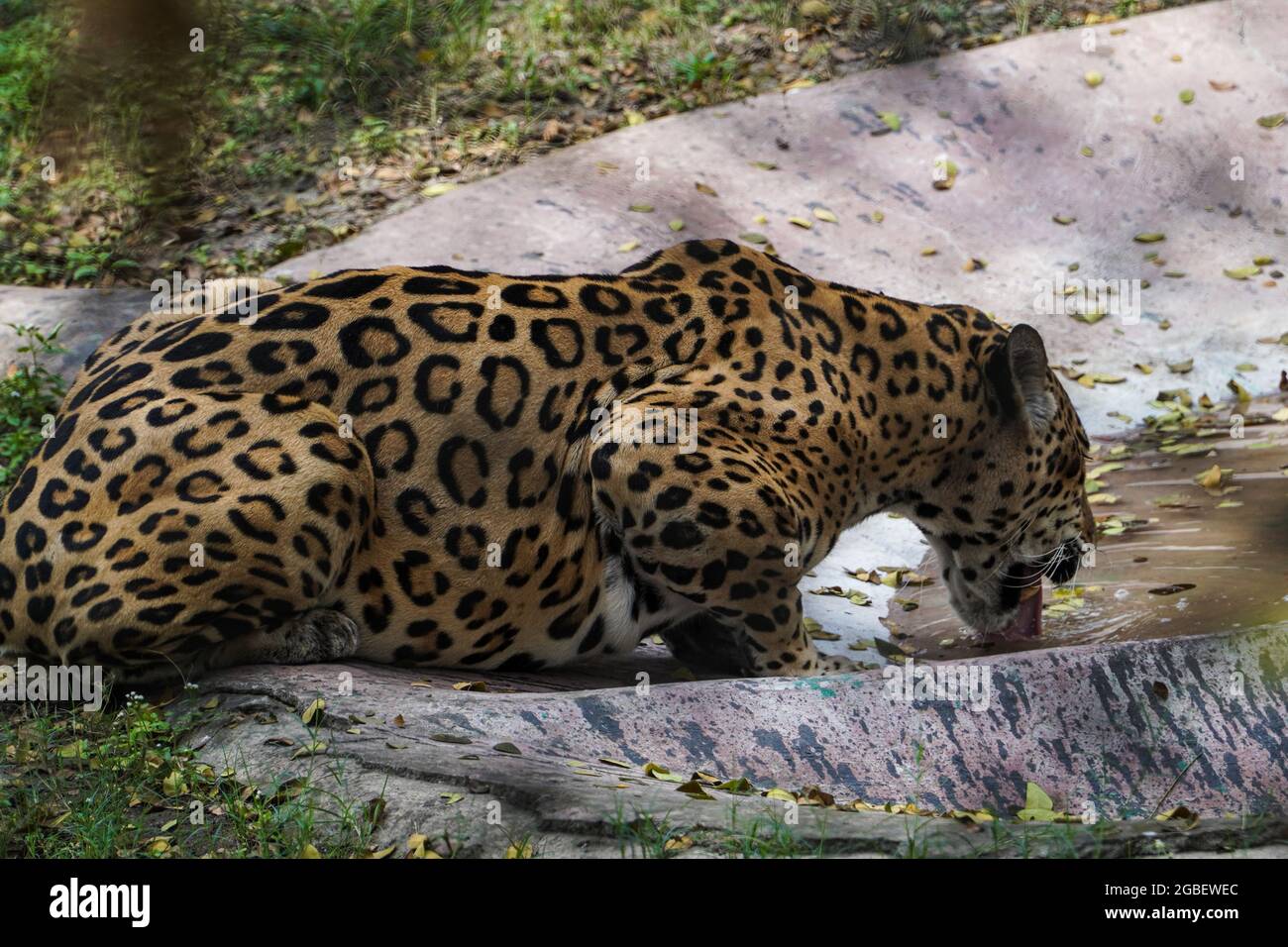 Close up of an African leopard laying on rocky floor in the forest ...