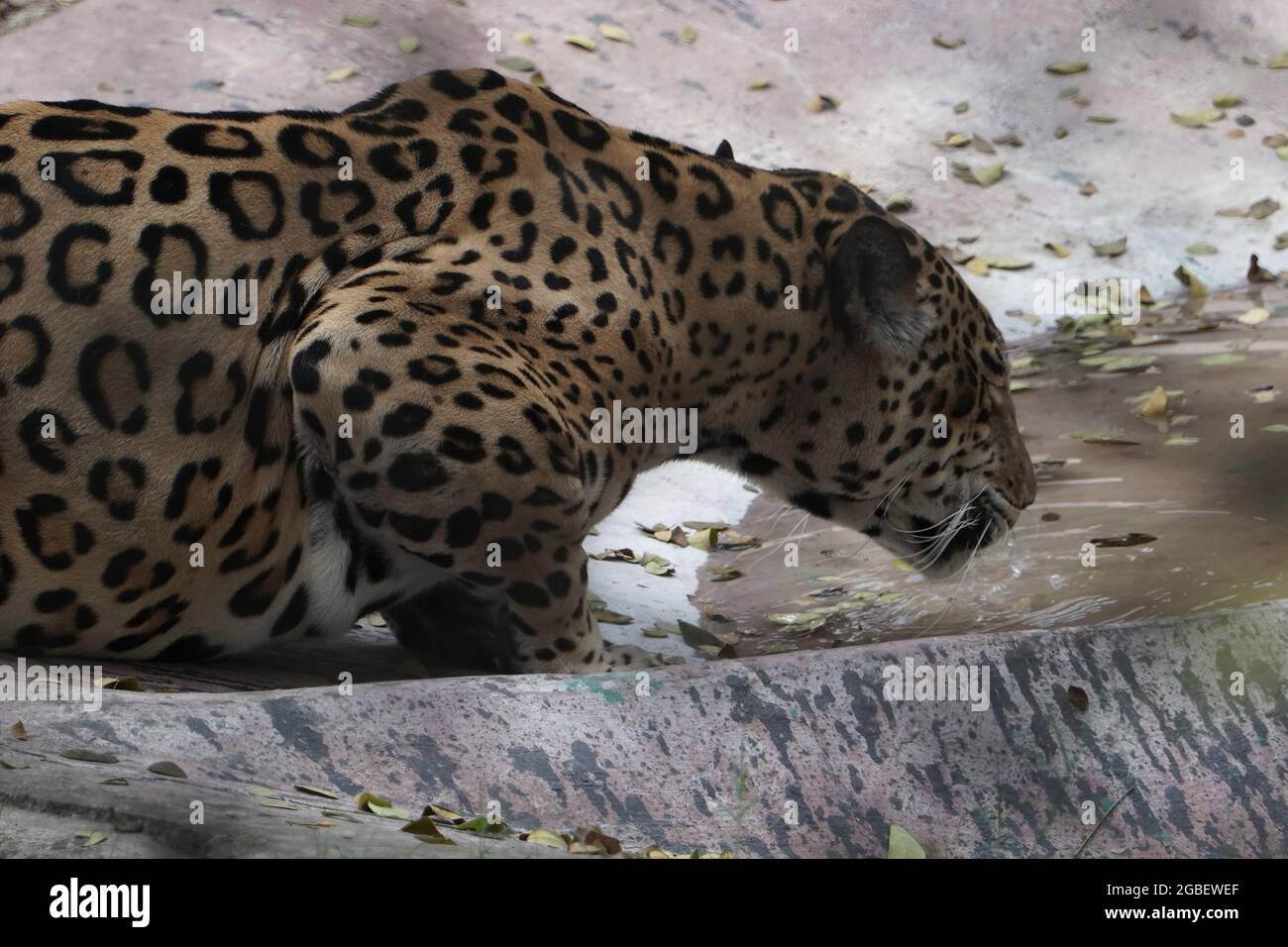 Close up of an African leopard laying on rocky floor in the forest ...