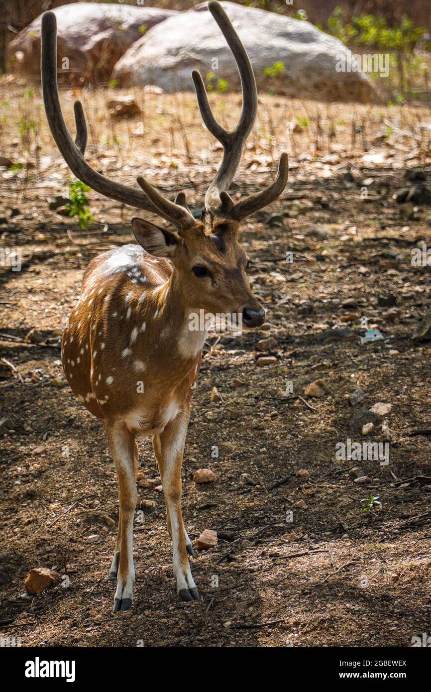 Vertical shot of a chital deer standing in dry dirt ground in the ...