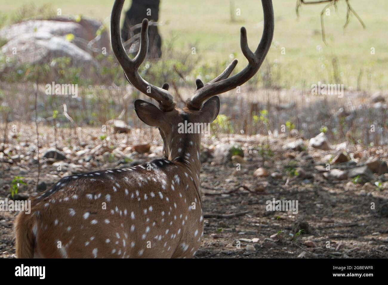 Back shot of a chital deer standing in dirt ground in forest on a sunny ...