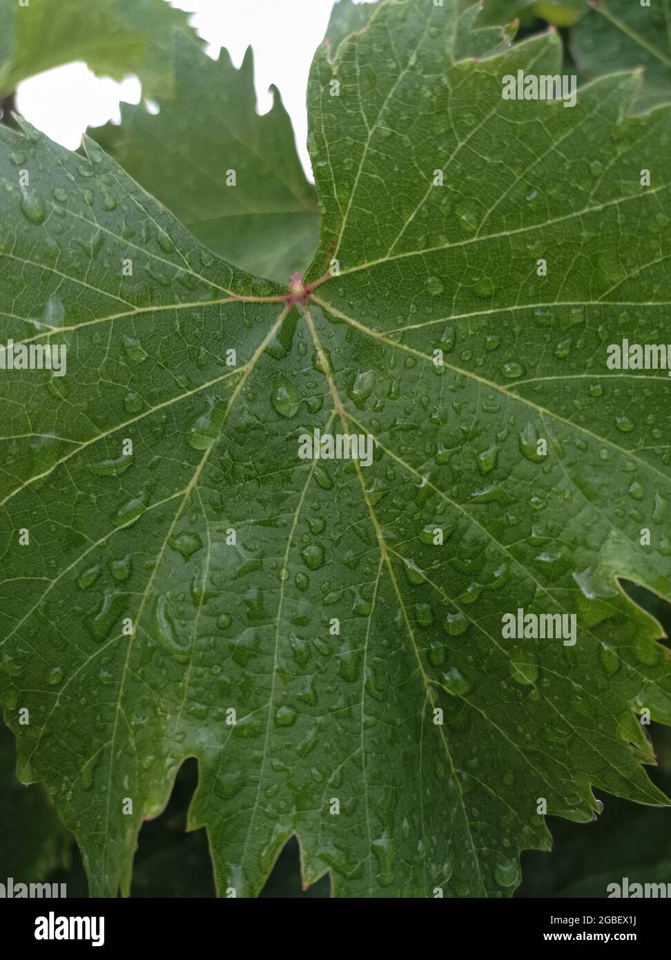 Rain drops on vine hi-res stock photography and images - Alamy