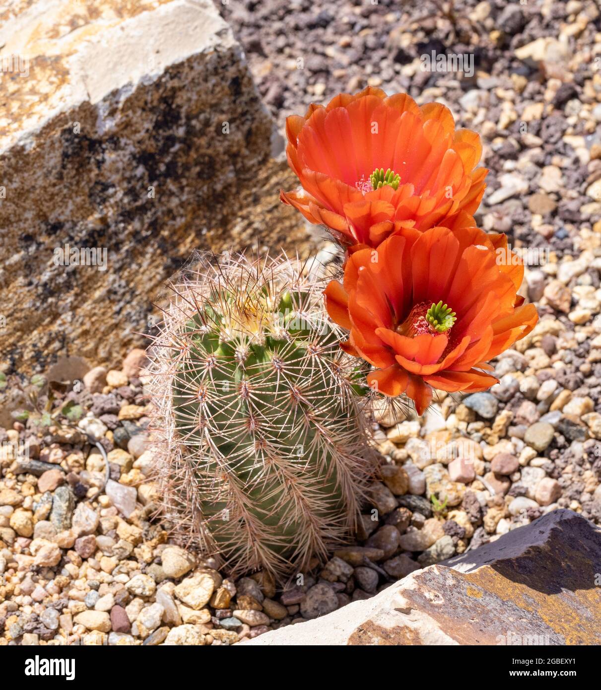 Orange flowering cactus hi-res stock photography and images - Alamy