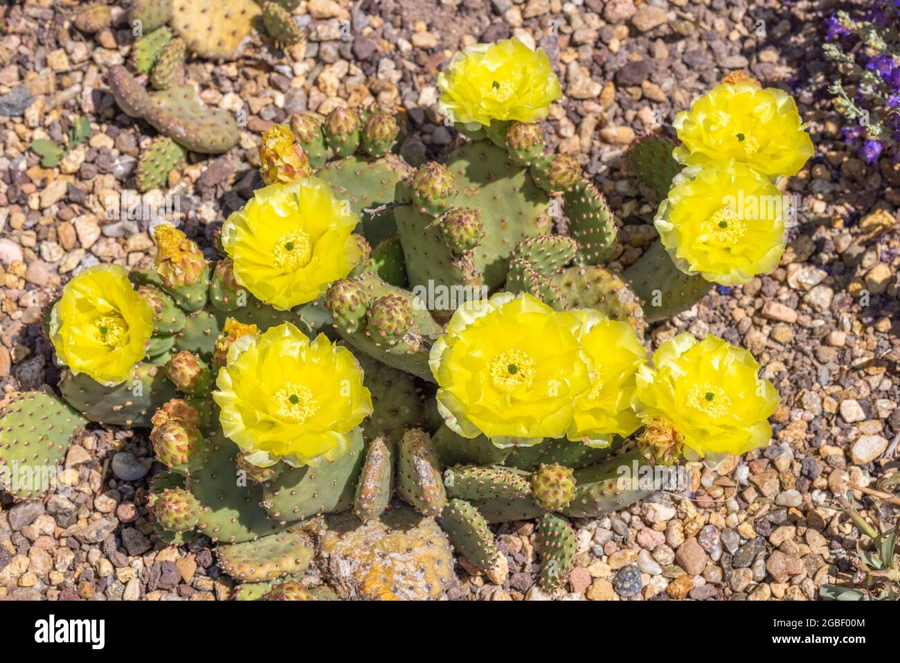 Blooming Prickly Pear Cactus Flowers Stock Photo - Alamy