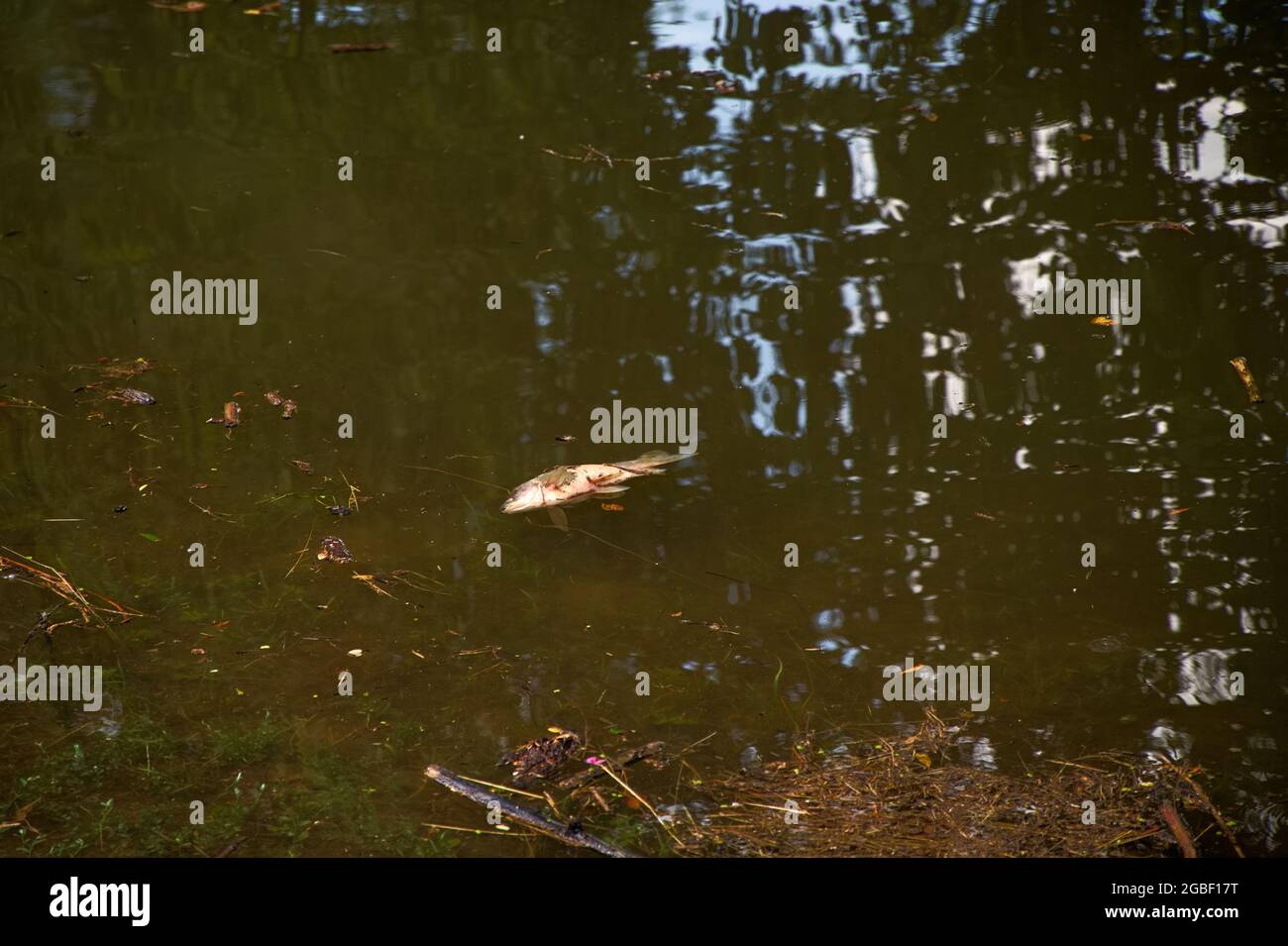 Corpse of a fish on the dirty water surface - ecological pollution ...