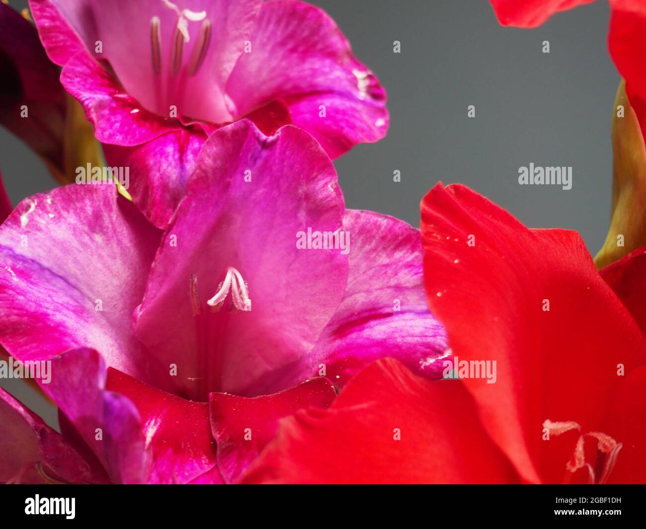 Fluffy gladiolus hi-res stock photography and images - Alamy