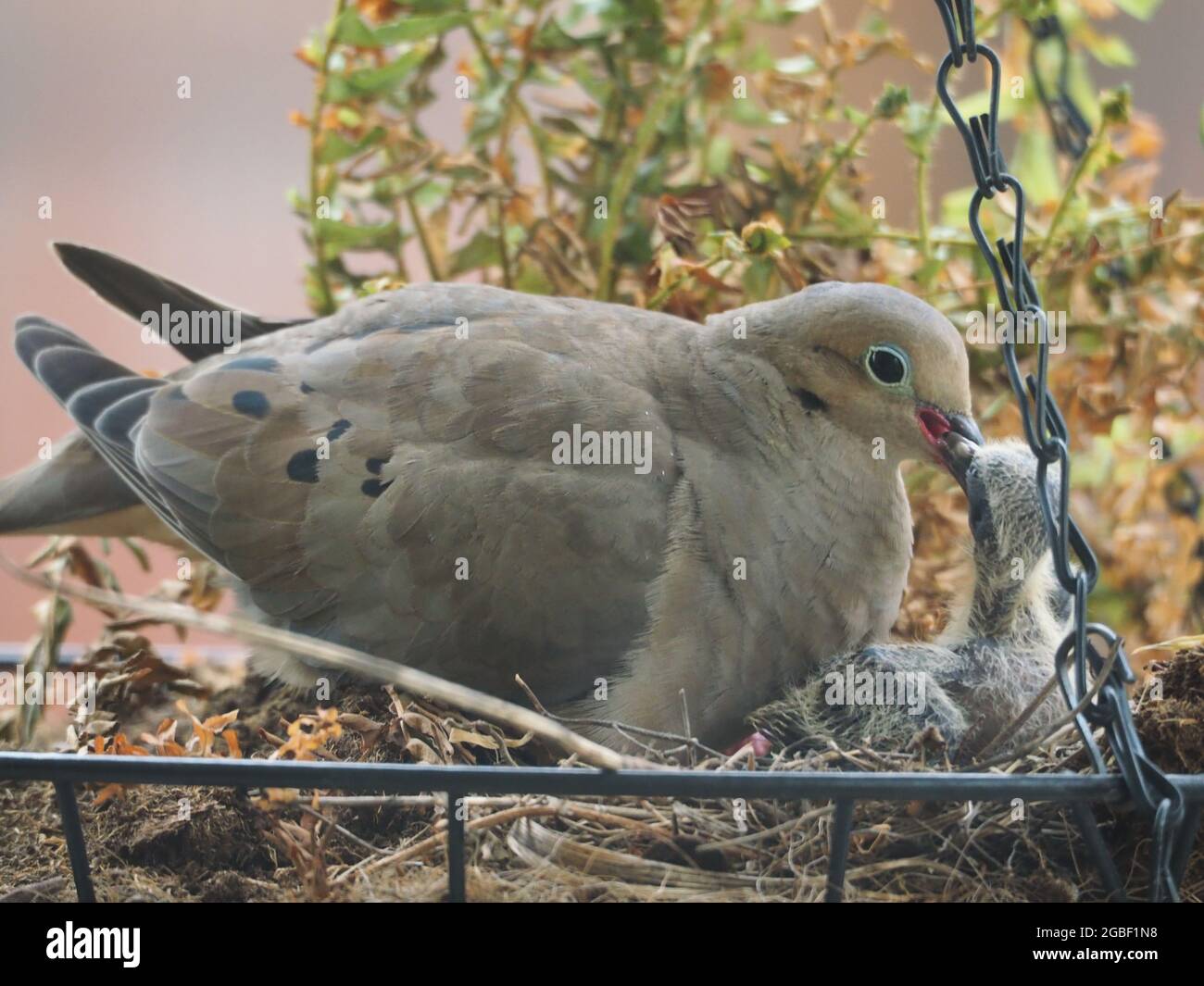 Mourning dove baby hi-res stock photography and images - Alamy
