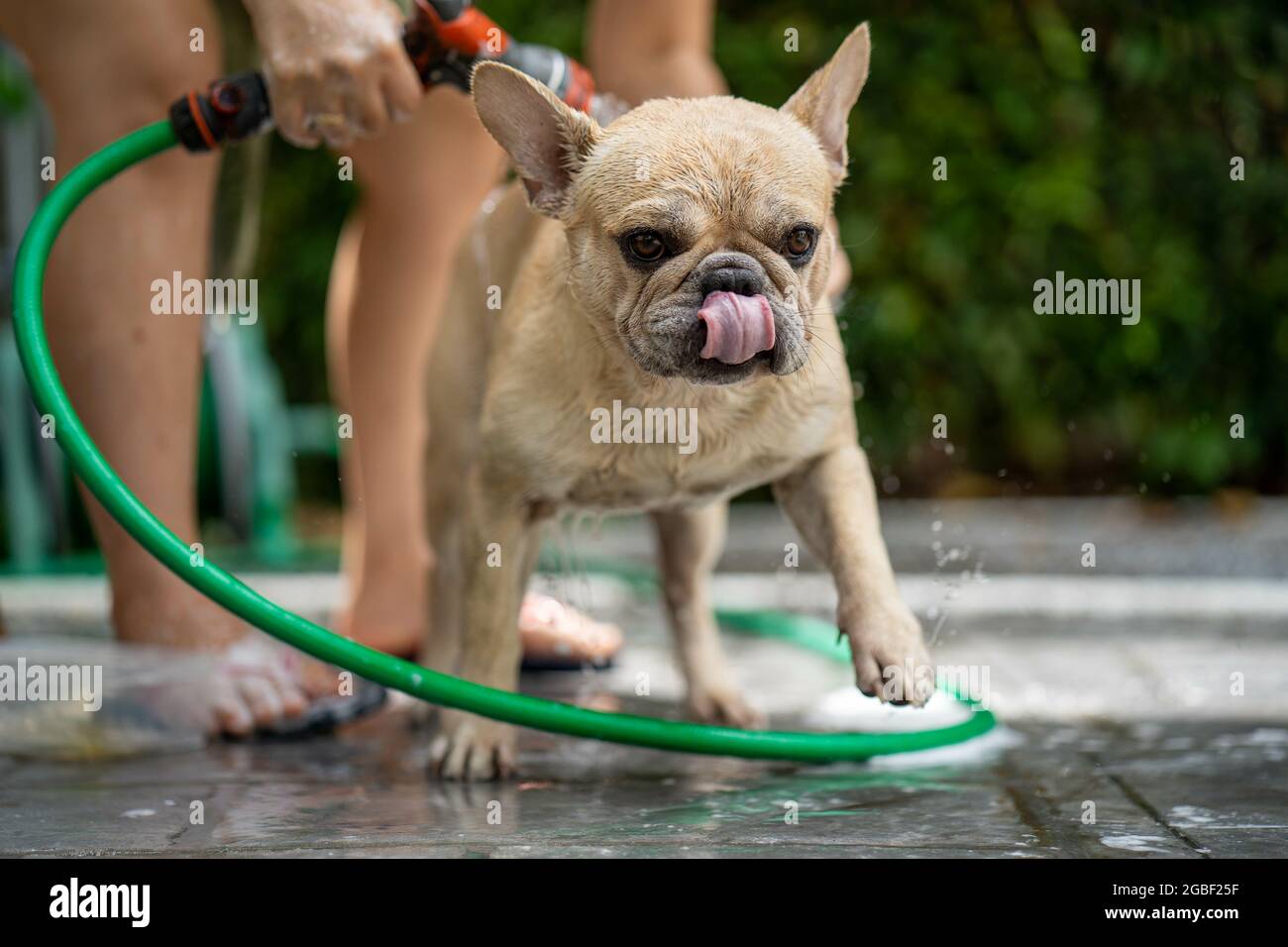 Baby And Dog With Hose