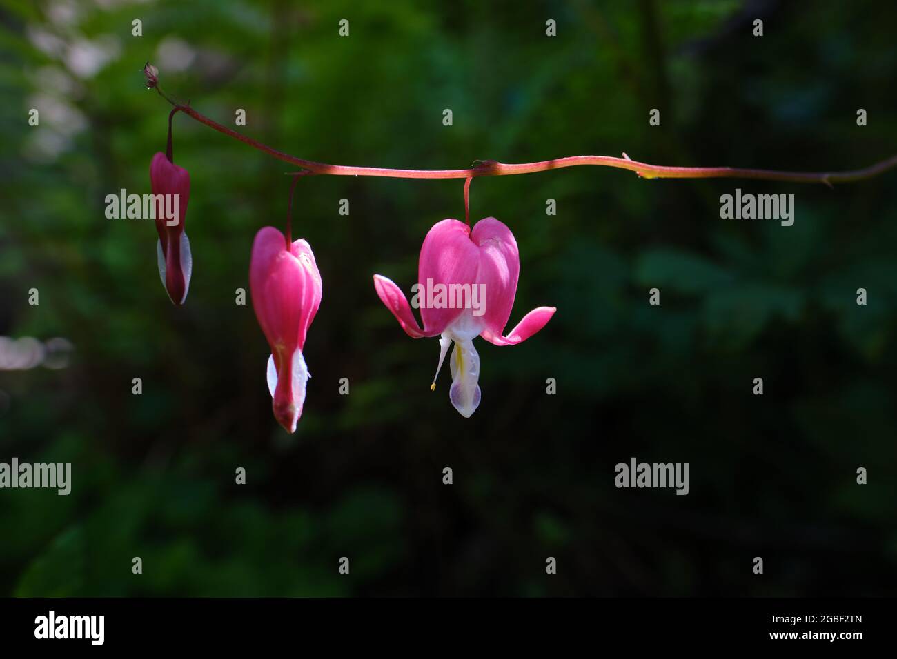 Fallopian buds hi-res stock photography and images - Alamy