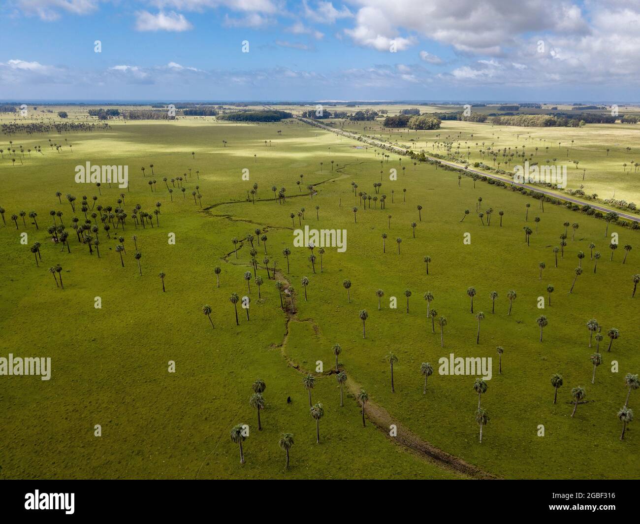 Aerial view of palm trees growing in a green field Stock Photo - Alamy