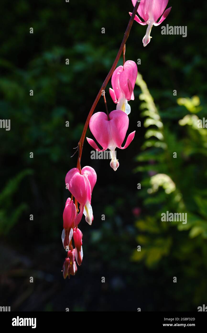 Close-up of Lamprocapnos spectabilis, bleeding heart, fallopian buds or ...