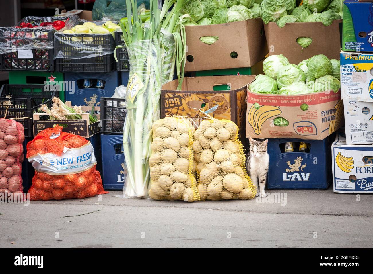 Cat merchant hi-res stock photography and images - Alamy