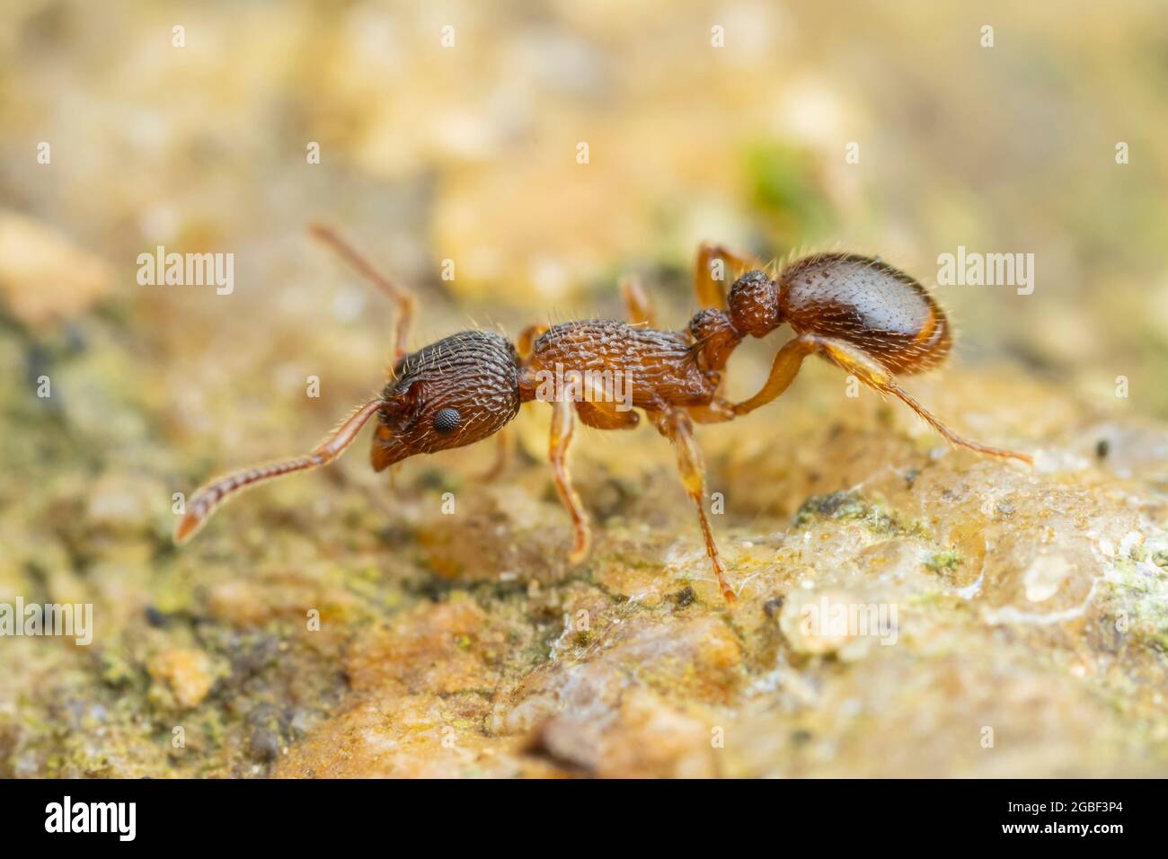 Myrmica sp hi-res stock photography and images - Alamy