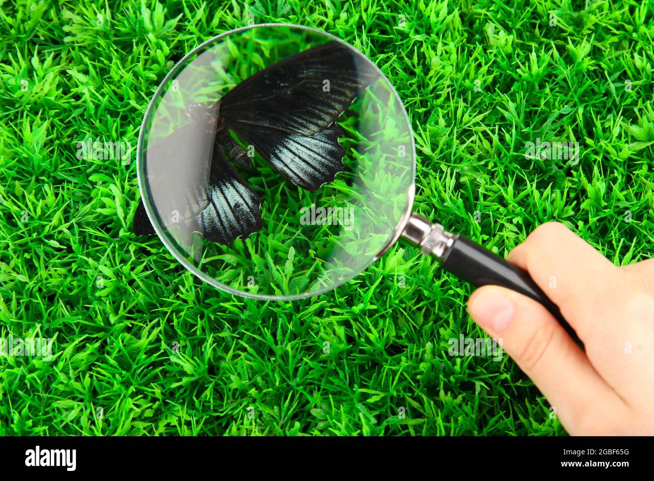 Hand butterfly magnification hi-res stock photography and images - Alamy