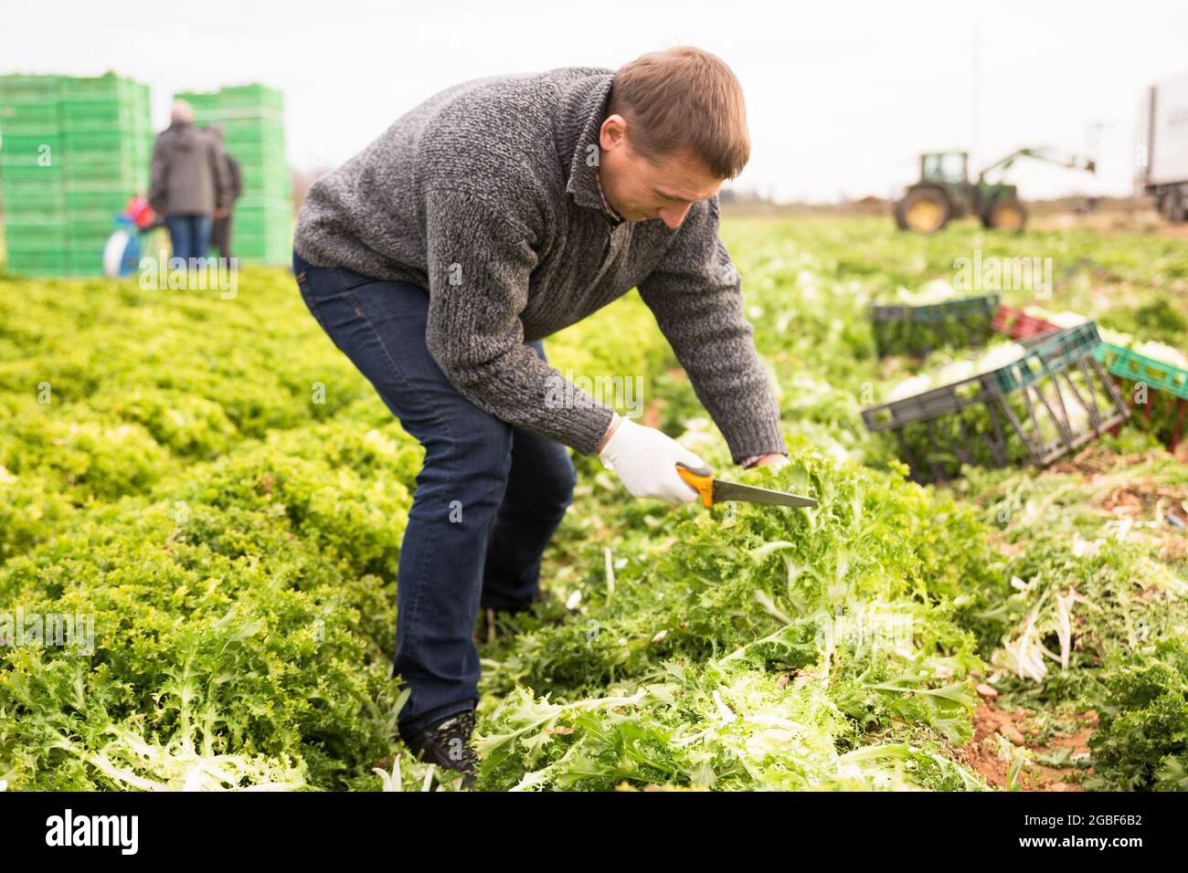 Workman cutting frisee lettuce on farm field Stock Photo - Alamy
