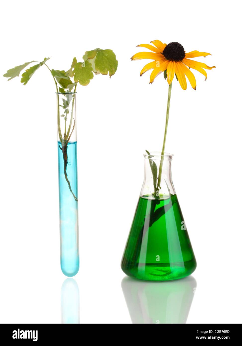plant in test-tube in colorful solution isolated on white Stock Photo ...