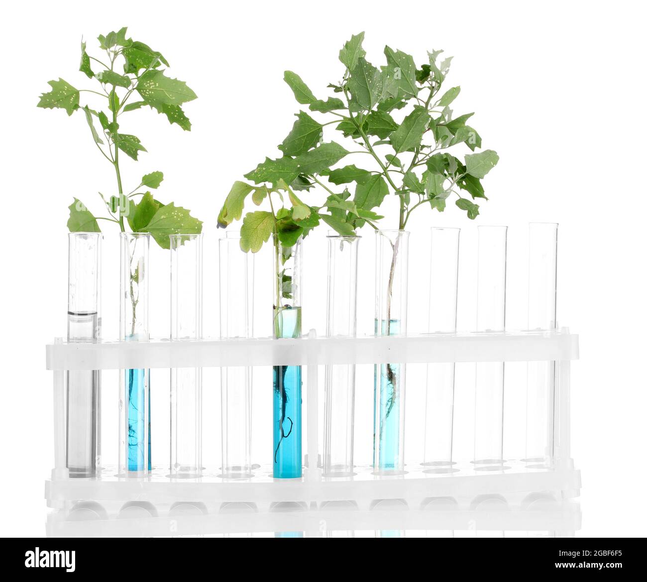 Test-tubes with a blue solution and the plant isolated on white ...