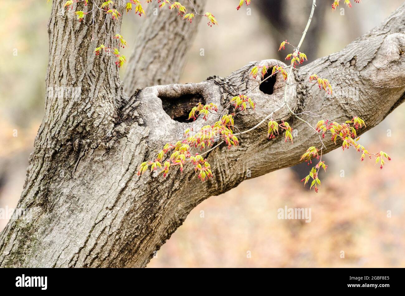 Details of a tree trunk and its colorful leaves in the gardens of ...
