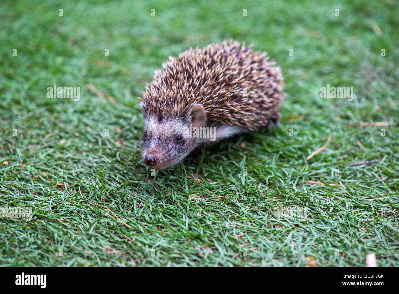 an angry hedgehog sits on the fresh green grass Stock Photo - Alamy