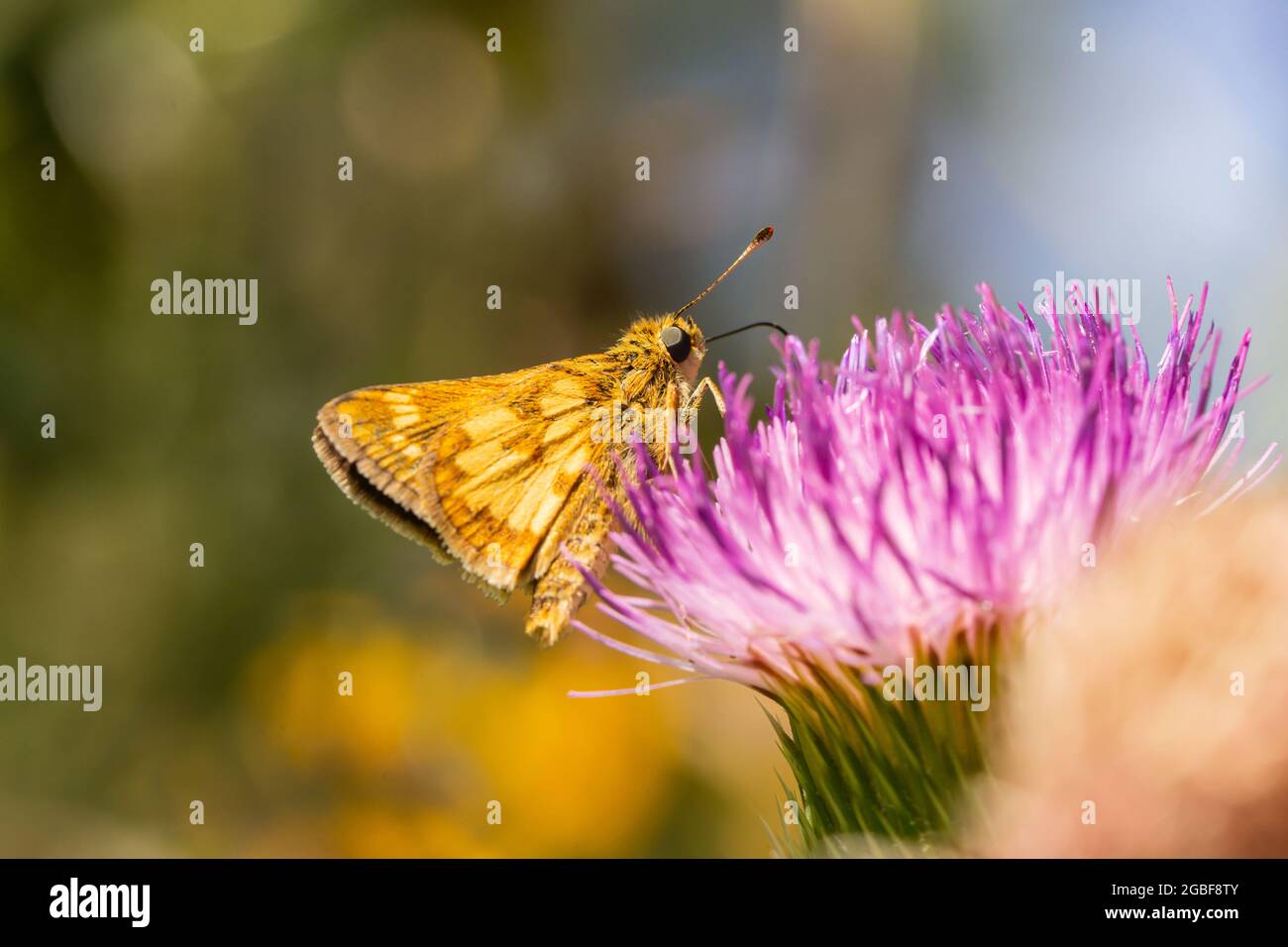 Peck's Skipper Feeding on Bull Thistle Flowers Stock Photo - Alamy