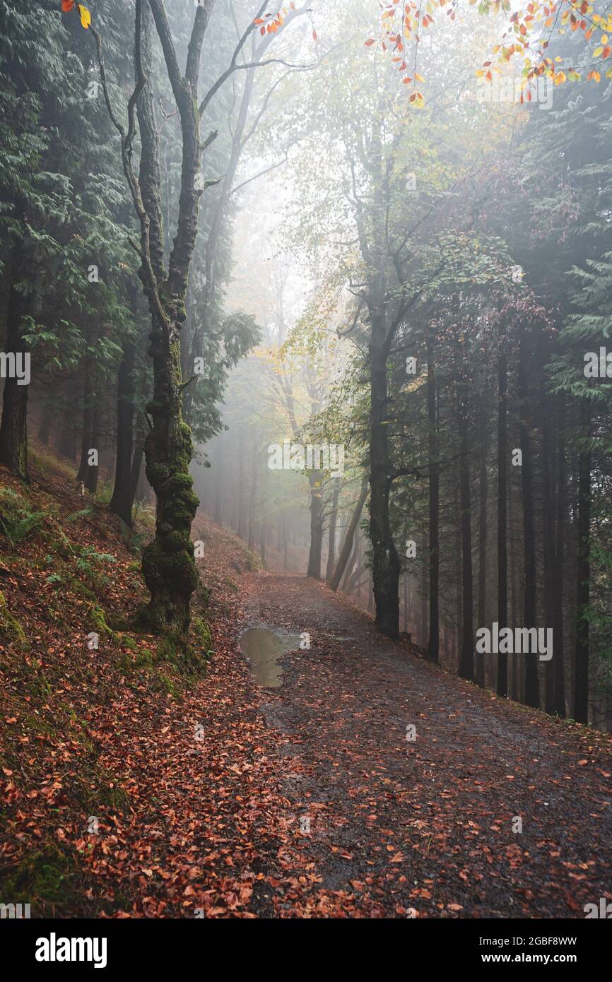 Vertical shot of a forest with trees in beautiful autumn colors Stock ...