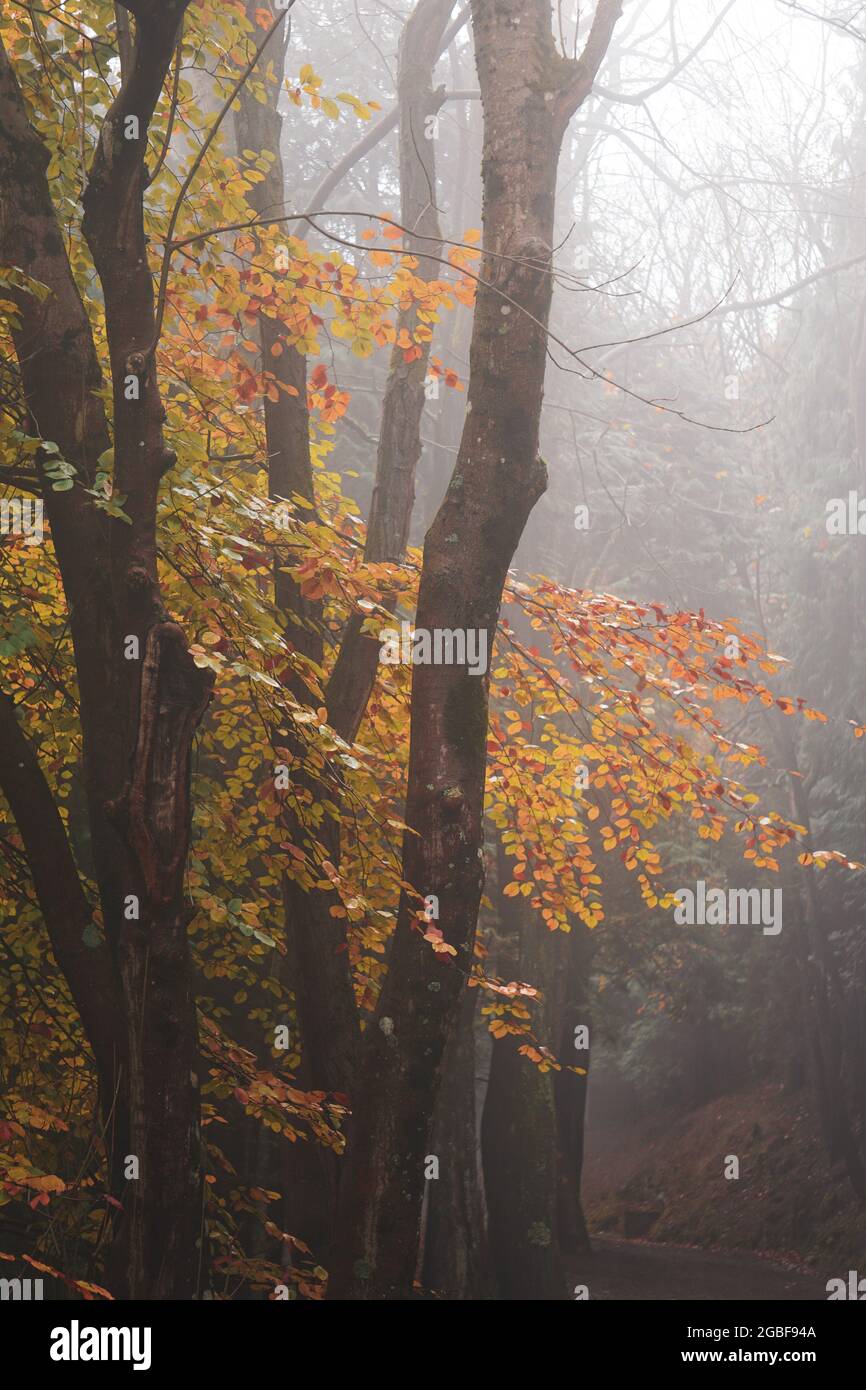 Vertical shot of a forest with trees in beautiful autumn colors Stock ...