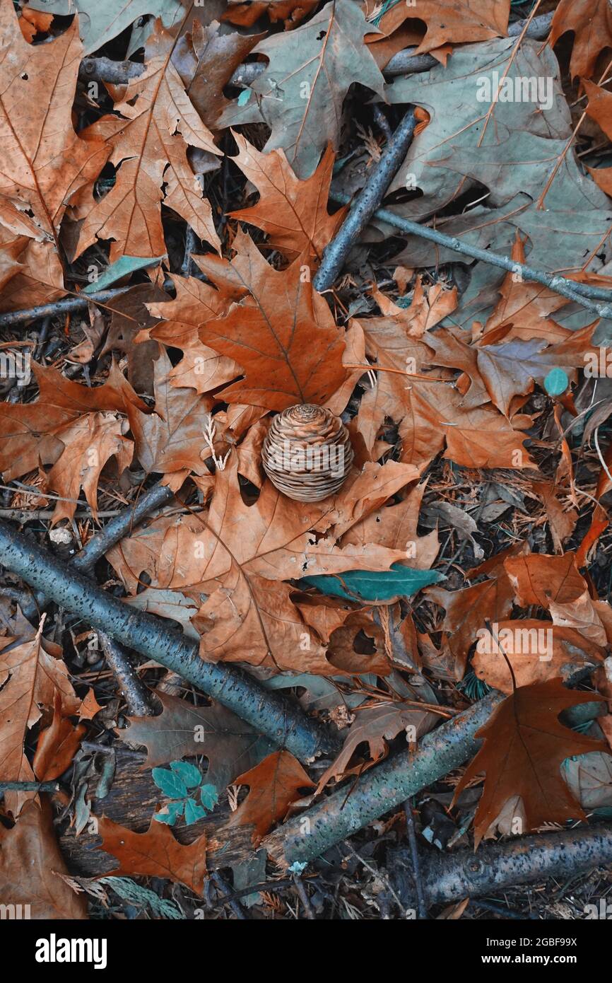 Top view of a pine cone and twigs on dried maple leaves in a forest ...