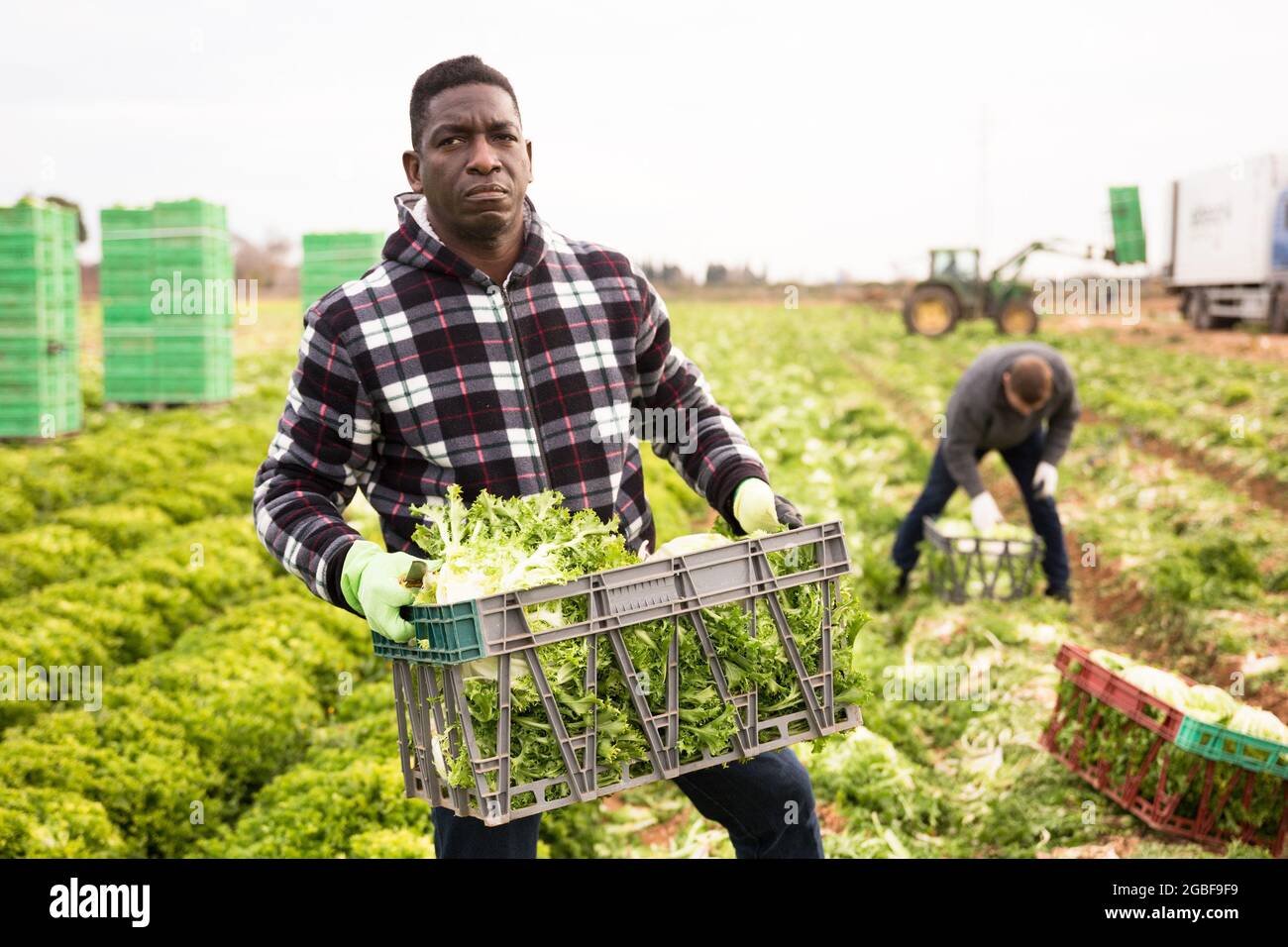 African farm worker carrying crates with frisee Stock Photo - Alamy