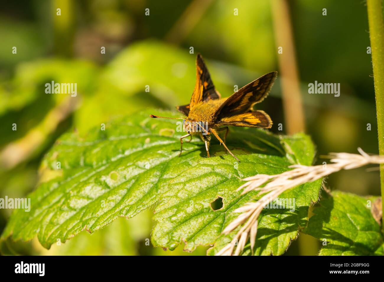 Peck's Skipper Butterfly in Summer Stock Photo - Alamy