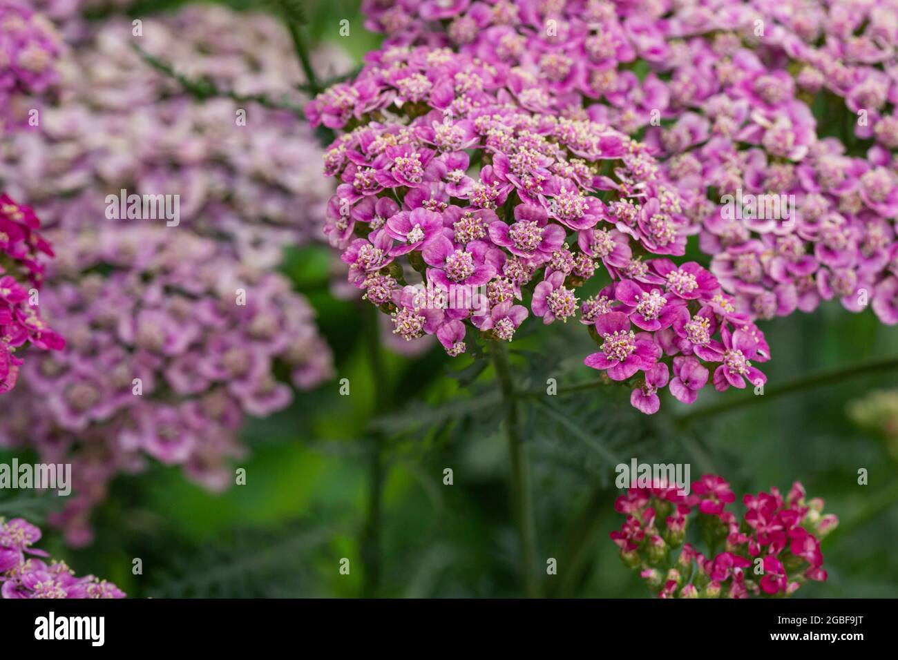 Floret umbel hi-res stock photography and images - Alamy