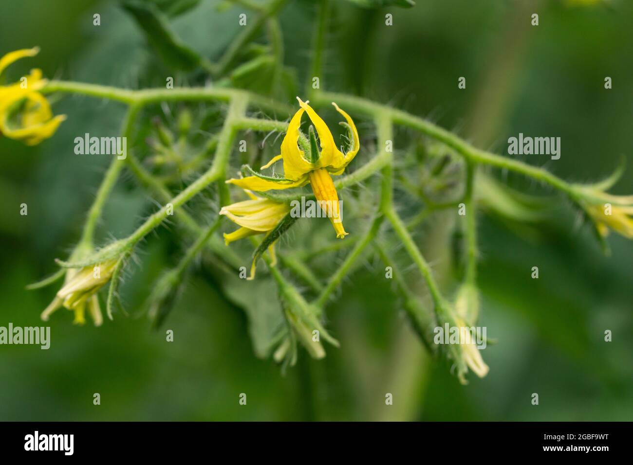 Tomato plant yellow flowers hi-res stock photography and images - Alamy