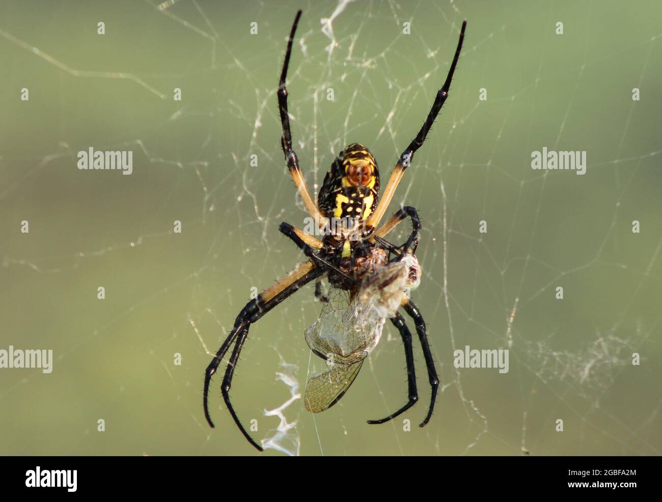 Spider catching insect hi-res stock photography and images - Alamy
