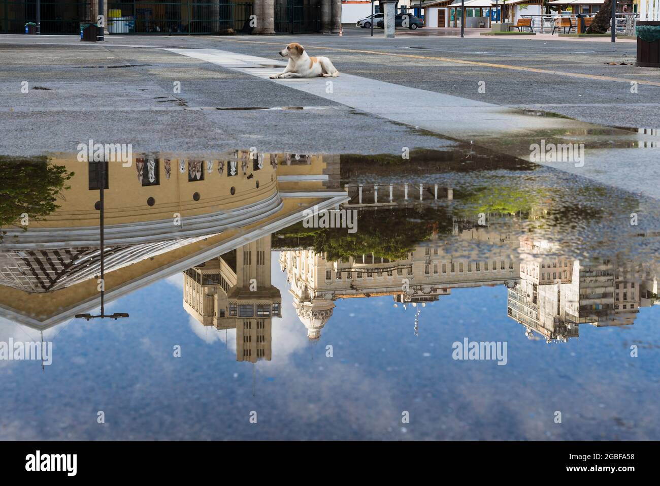 Salvador, Bahia, Brazil - May 27, 2020: Dog rests in Mercado Modelo ...