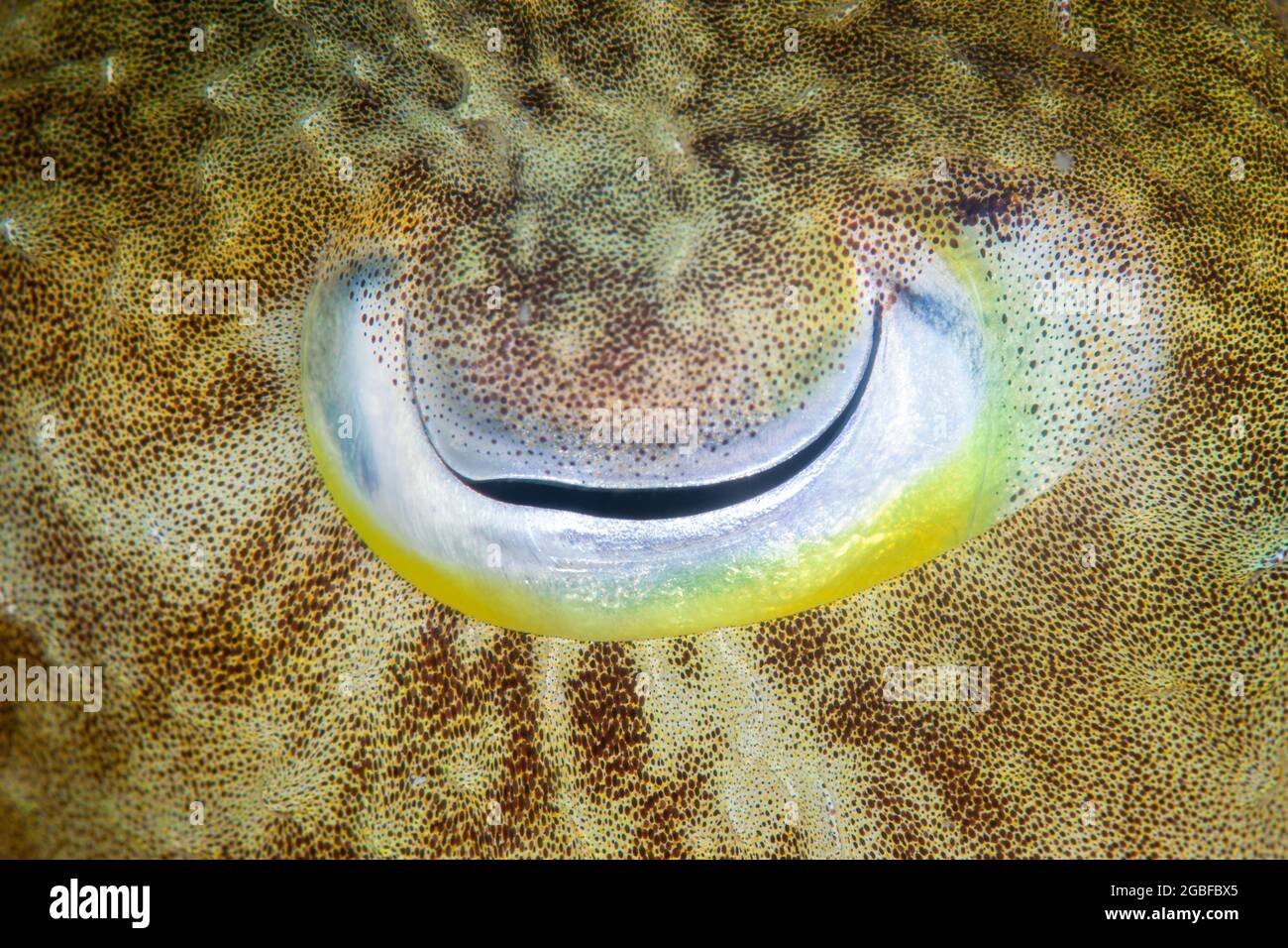 Detail of the eye and epidermis of a Broadclub cuttlefish, Sepia ...
