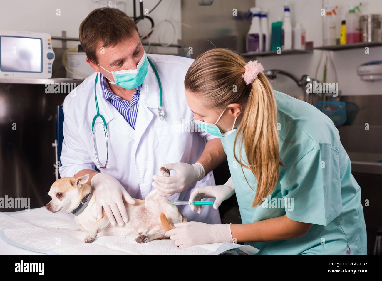 Dog undergoing surgery at vets Stock Photo - Alamy